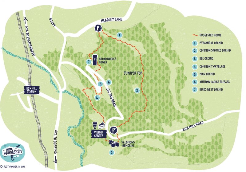 Orchid hunting at Box Hill | Just Wander